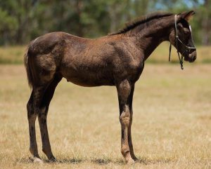 For Sale – Emu Gully Heritage Stock Horse Waler Stud