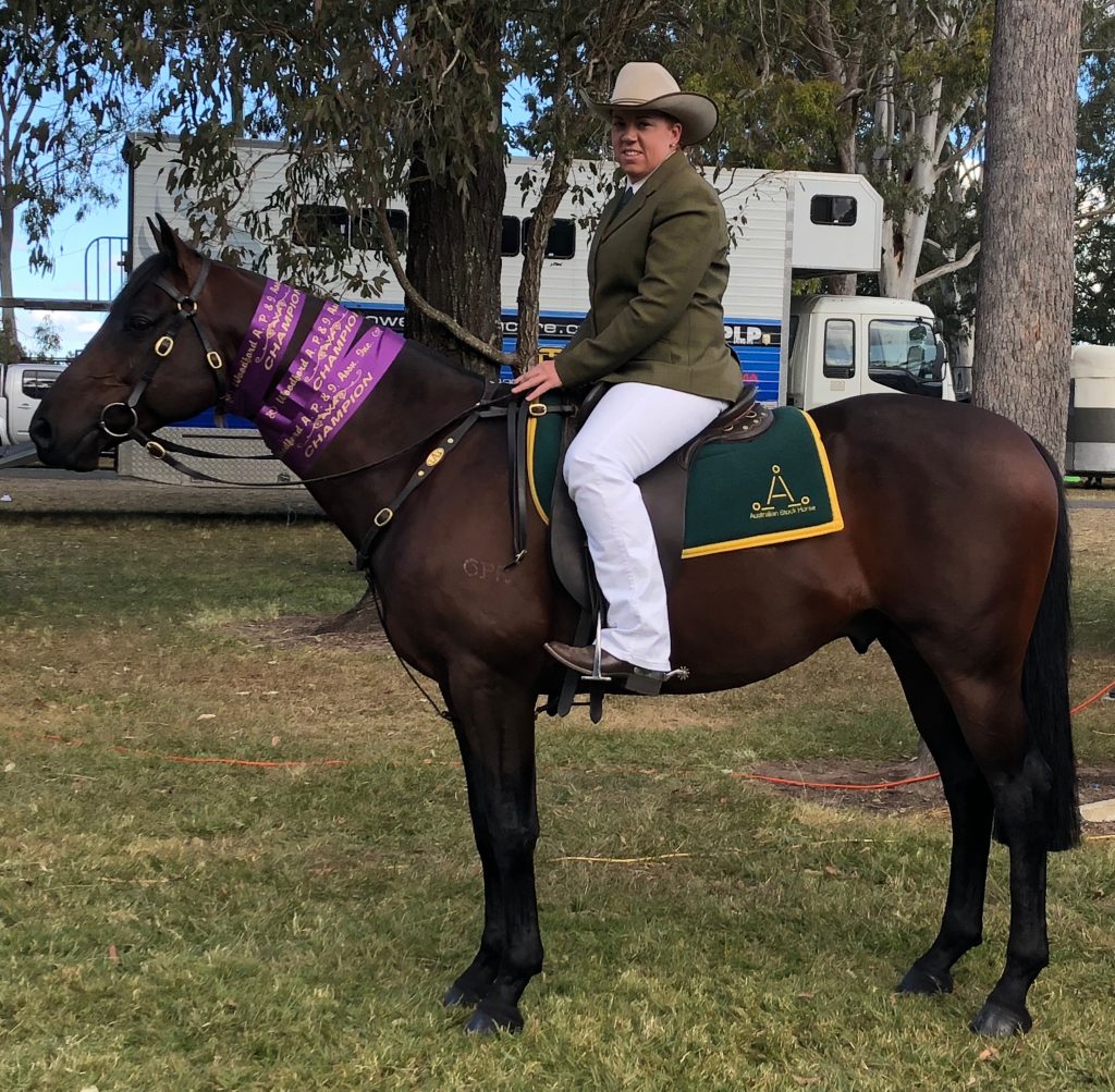 Peringa Wizard – HSH – Emu Gully Heritage Stock Horse Waler Stud